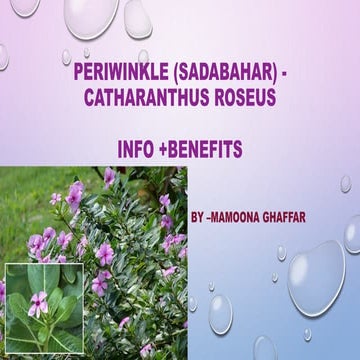 Rose Information in English-Rose Information for Project-Rose ...