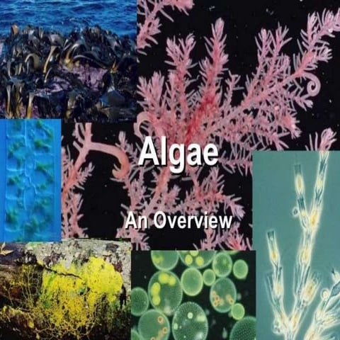 Algae | PPTX