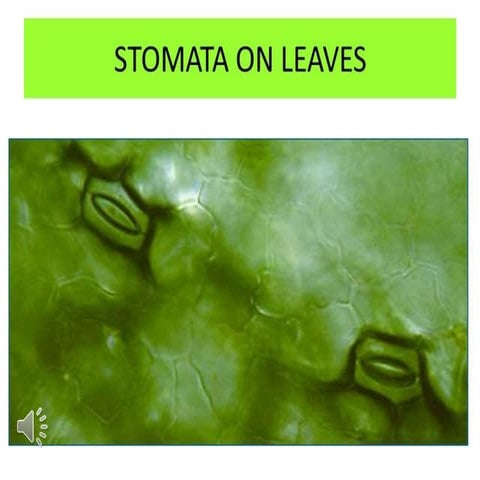 Leaf, stomata & stem anatomy | PPTX | Biological Sciences | Science