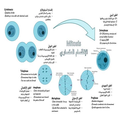 The stages of mitosis | PDF