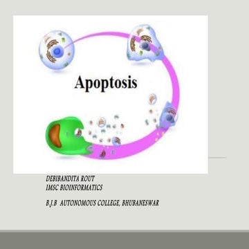 Apoptosis | PPTX