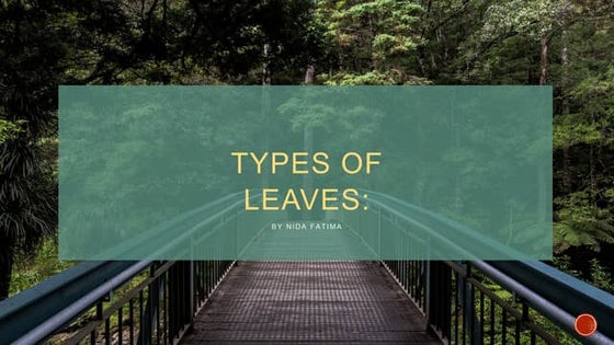 Different Shapes of leaf | PDF