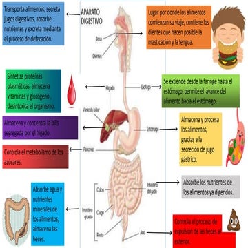 TRIPTICO DEL SISTEMA DIGESTIVO INFO PRIMARIA | PDF