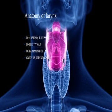 Anatomy Of Larynx Pdf