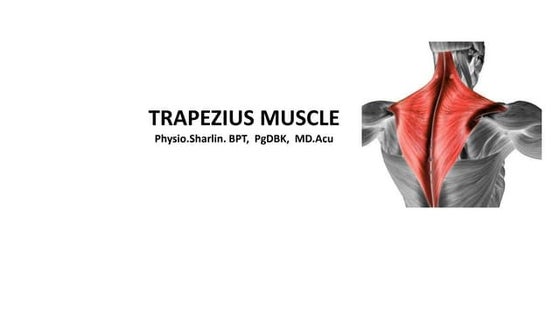 Nerves of upper limb | PPT