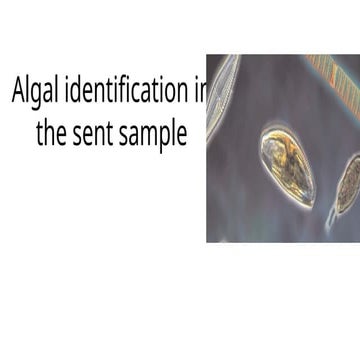 Sample of water & identification of algae | PPTX