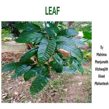 Presentation (1).pdf dg lege and its full | PDF