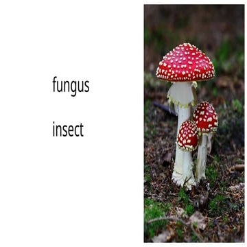 Presentation1.1.pptx bbbbbbbbbbbbbbbbbbbbbbbbbbb | PPTX