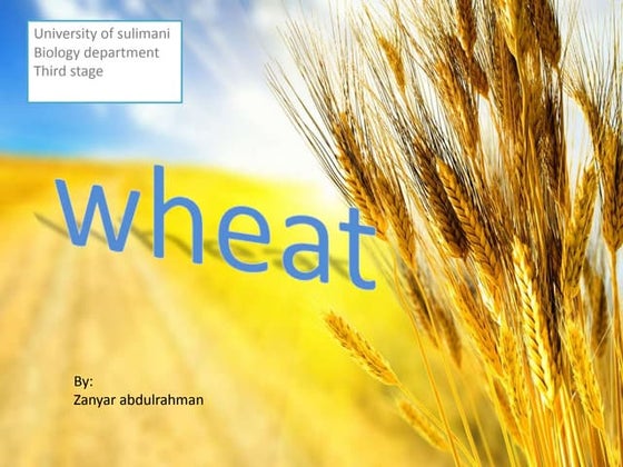 Wheat structure and composition nn_053717.pptx | Nutrition | Healthy Living