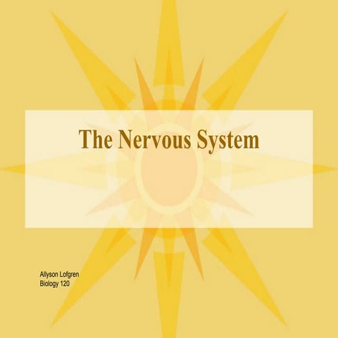 Presentation 12 the nervous system | PPT
