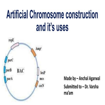 Artificial Chromosome construction and it's uses | PPTX