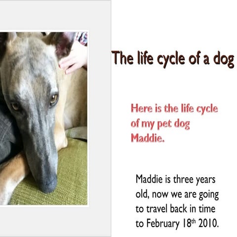 Life cycle of a dog | PPTX