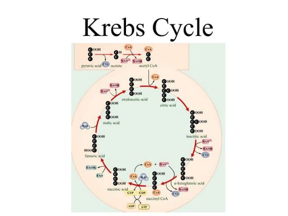 Siklus Krebs Crop Physiology | SpringerLink