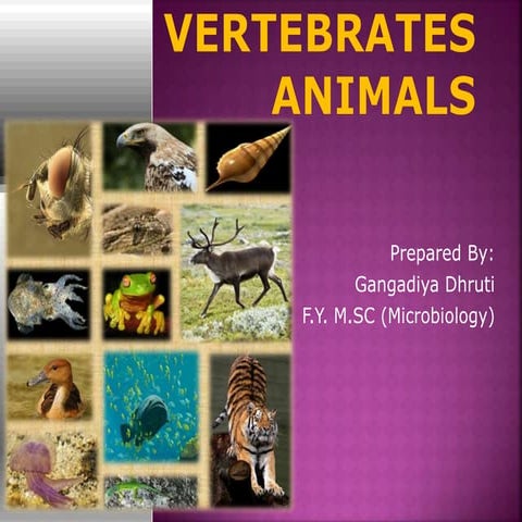Vertibrates Animal | PPT