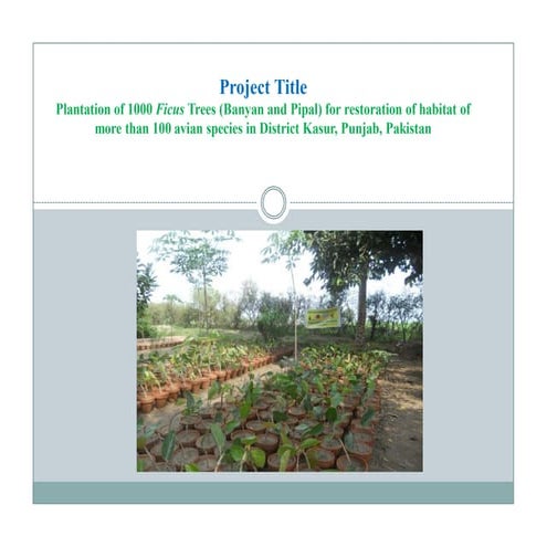 Presentation About Ficus trees Plantation Project | PDF