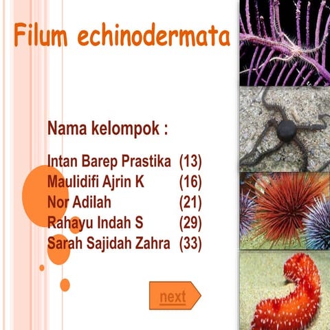 teknik budidaya echinodermataf