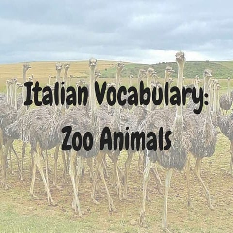 Italian Vocabulary Words: Zoo Animals | PPTX