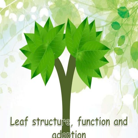 Leaf structure | PPTX