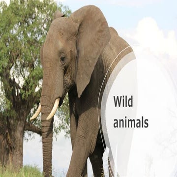 Animals powerpoints for kids | PPTX
