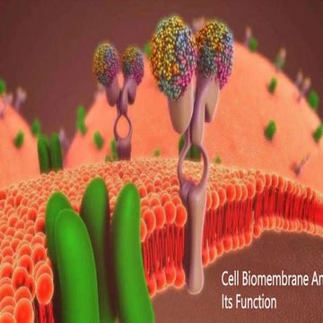 Cell Biomembrane | PPT