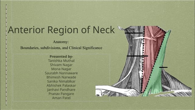 surgical anatomy of Triangles of neck | PPT