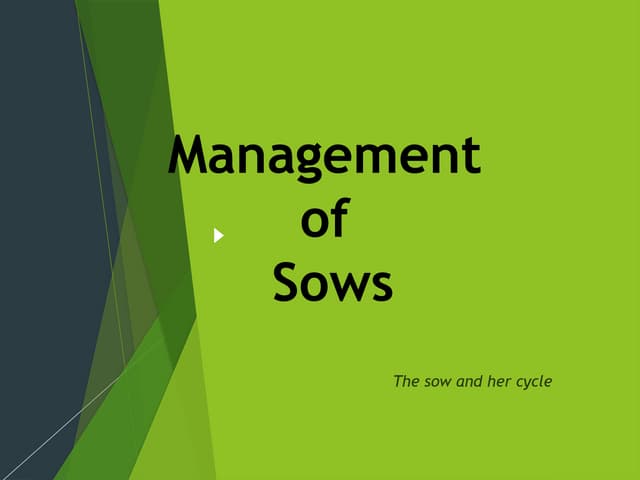Care and management sow and gilts | PDF