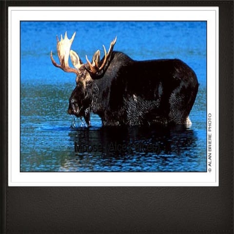 moose | PPT