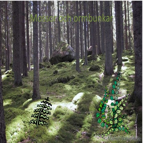 Mossor och ormbunkar | PPTX