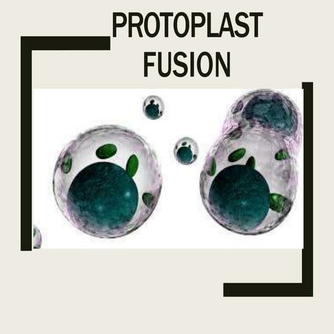 Protoplast Culture | PDF
