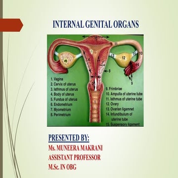 Anatomy of uterus and appendages | PPTX