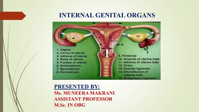 Anatomy of uterus and appendages | PPTX