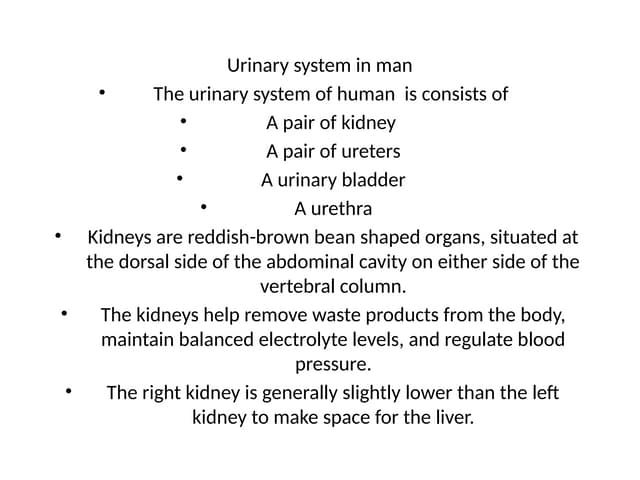 6. urinary system | PDF