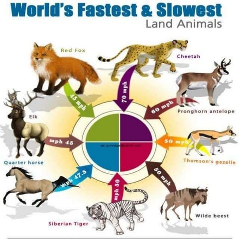 Fastest and Slowest Animals.. | PPTX