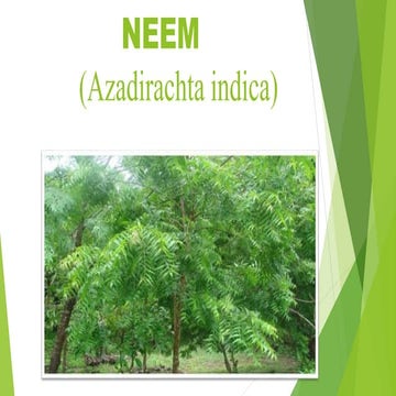 neem tree benefits | PPTX