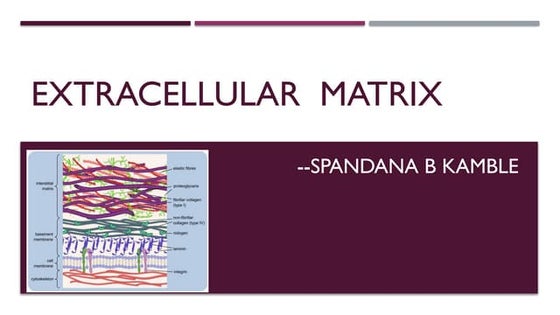 EXTRACELLULAR MATRIX AND ITS COMPONENTS | PPTX | Biological Sciences | Science