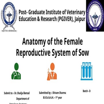 female reproductive system of sow anatomypptx | PPTX