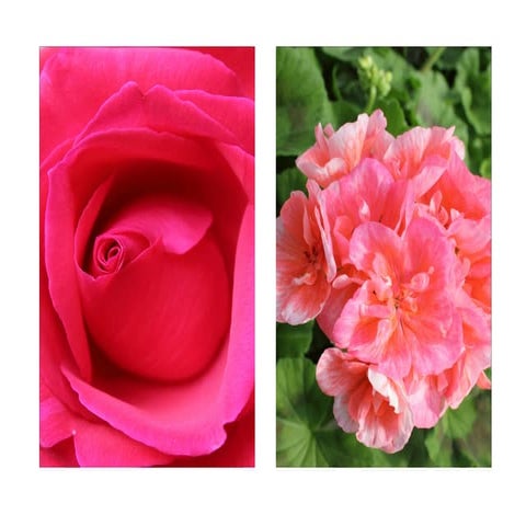 FLOWER PRESENTATION | PPT