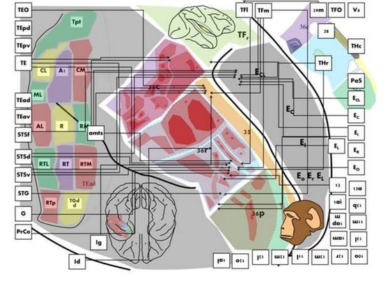 Perirhinal cortex afferent connections | PPTX