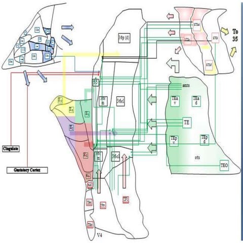 Perirhinal cortex afferent connections | PPTX