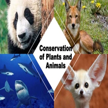 Conservation of plants and animals | PPTX | Environment | Science