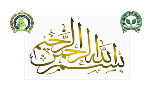 Botany of maize | PPTX