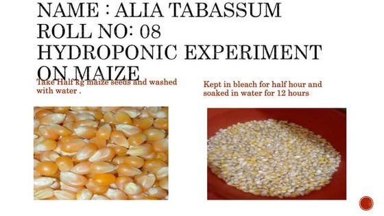 Biosynthetic pathway anthocyanin and PA.ppt