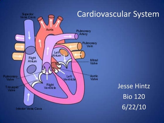 Chapter 5 | PPTX | Heart and Cardiovascular Diseases | Diseases and Conditions