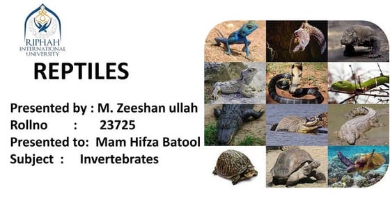 Classification of reptilia | PPT | Reptiles | Pets