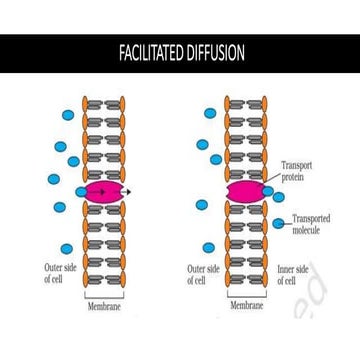 facilitated diffusion | PPTX