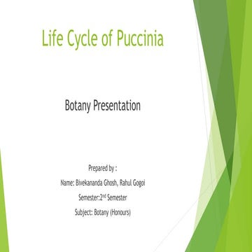 Life cycle of puccinia | PPTX
