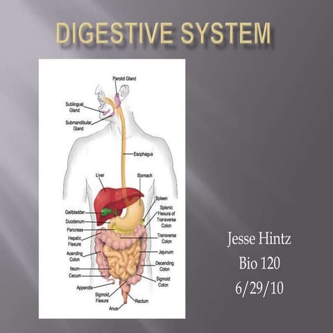 Presentation 8 digestive system | PPT