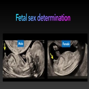 Presentation 9 gender.pdf