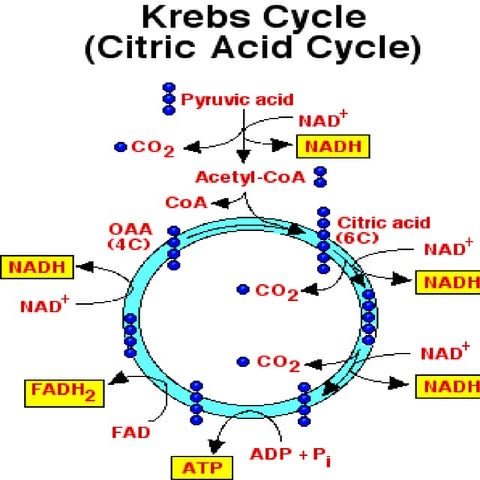 Kreb Cycle and steps involved in kreb cycle | PPTX