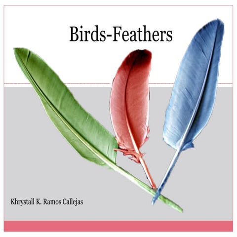 Presentation bird feathers | PPT